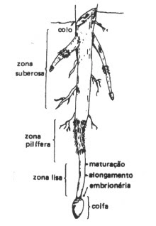 Angiospermas: Raiz,Caule e Folha